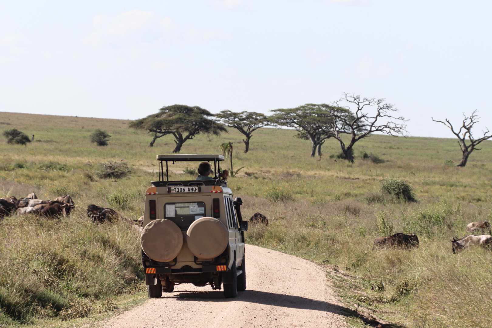 7 Days Kenya Tanzania Safari ( Masai Mara Serengeti )